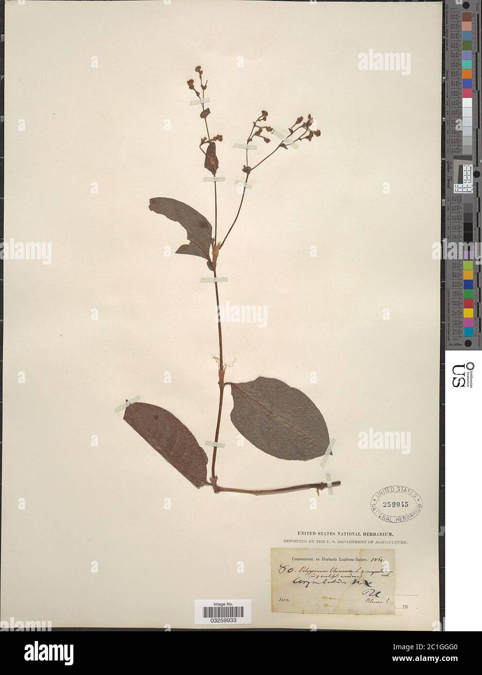 Polygonum chinense L Polygonum chinense L Stock Photo - Alamy