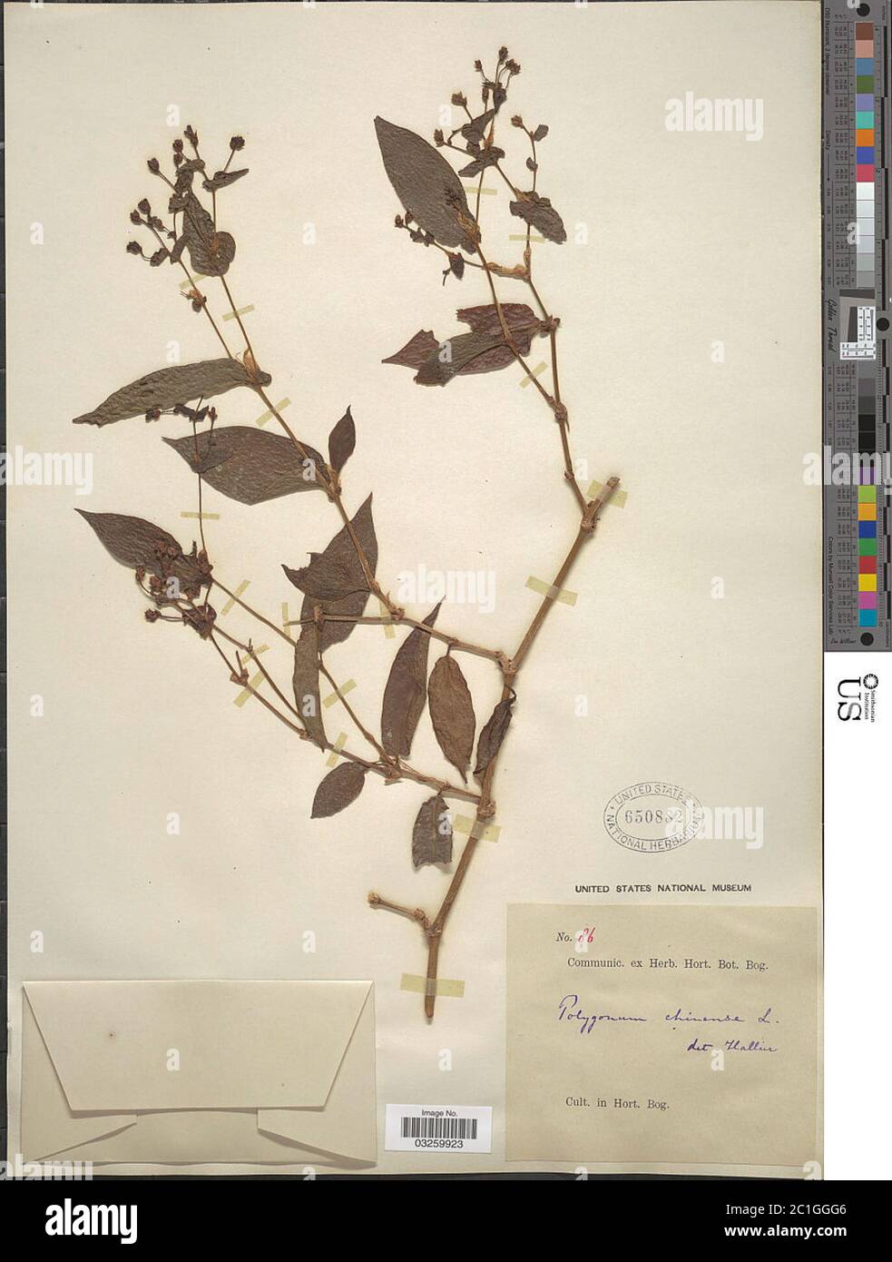 Polygonum chinense L Polygonum chinense L Stock Photo - Alamy