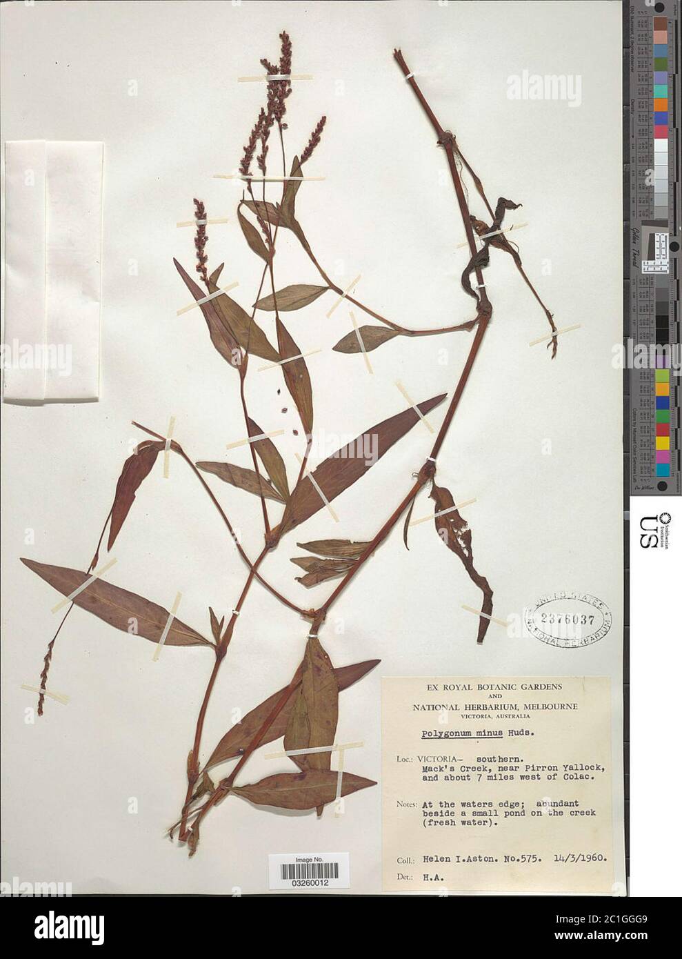 Polygonum minus hi-res stock photography and images - Alamy