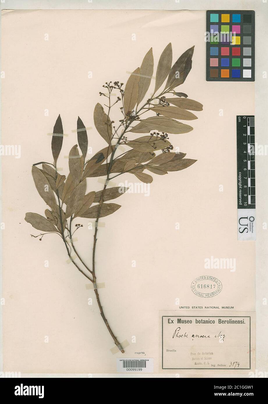 Oreodaphne amoena Nees Mart Oreodaphne amoena Nees Mart Stock Photo - Alamy