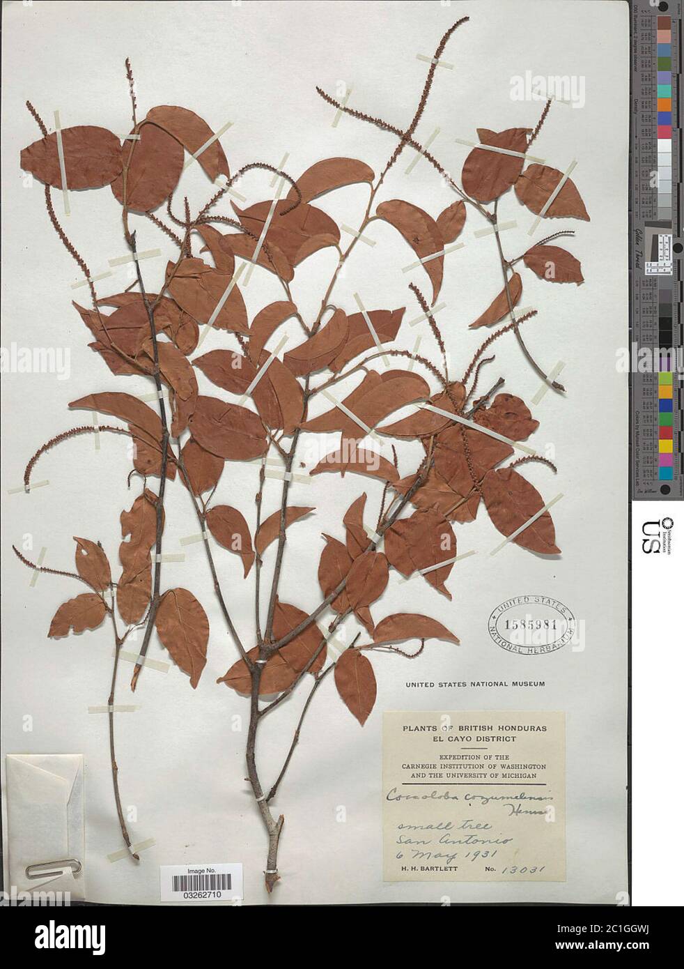 Coccoloba cozumelensis Hemsl Coccoloba cozumelensis Hemsl Stock Photo ...