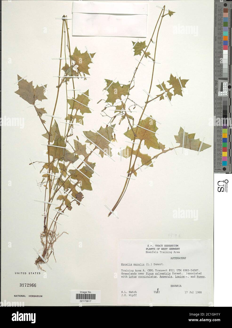 Lactuca Muralis High Resolution Stock Photography and Images - Alamy