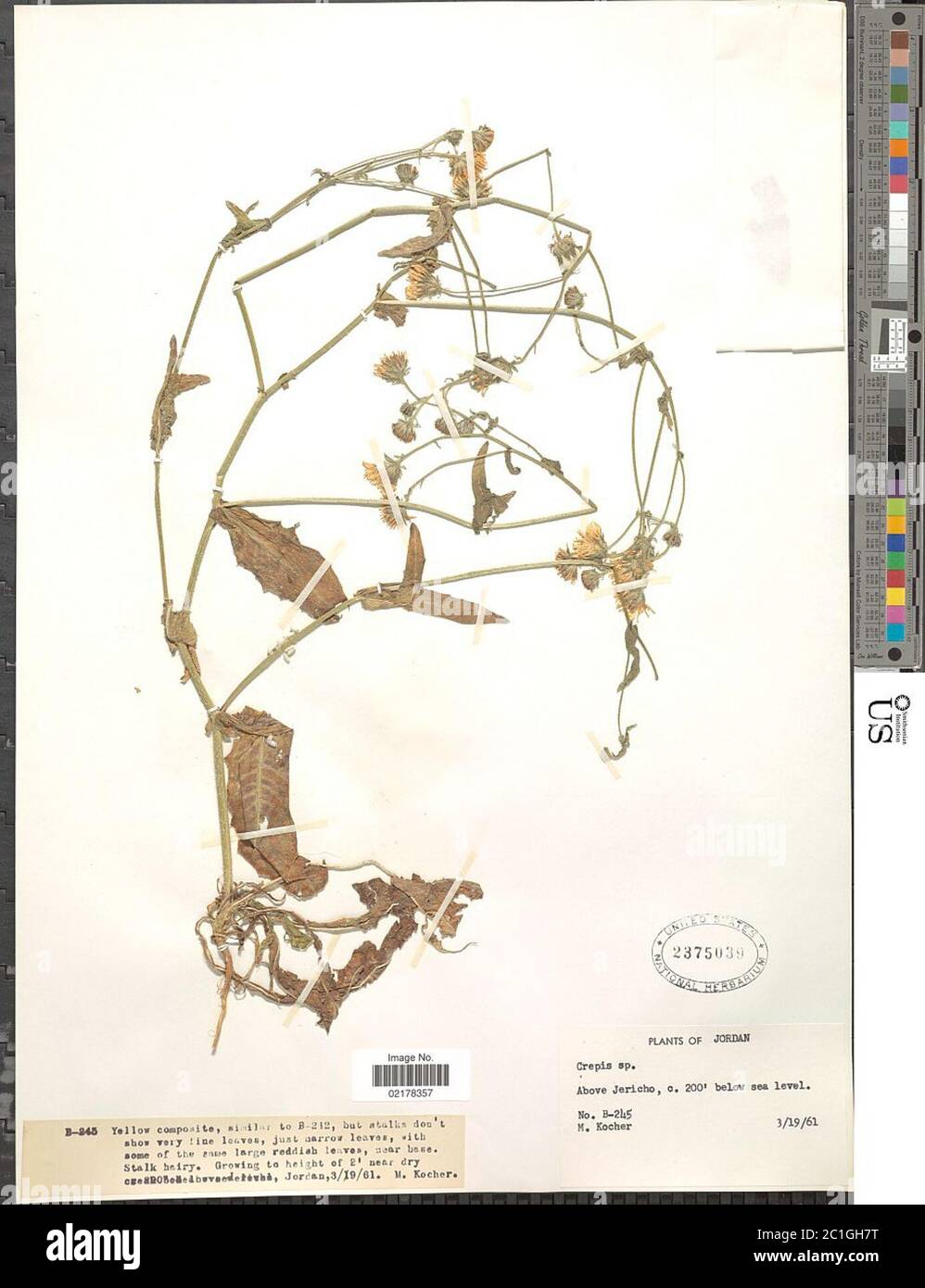 Crepis sp hi-res stock photography and images - Alamy