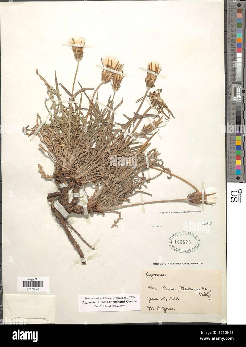 Agoseris retrorsa Benth Greene Agoseris retrorsa Benth Greene Stock ...