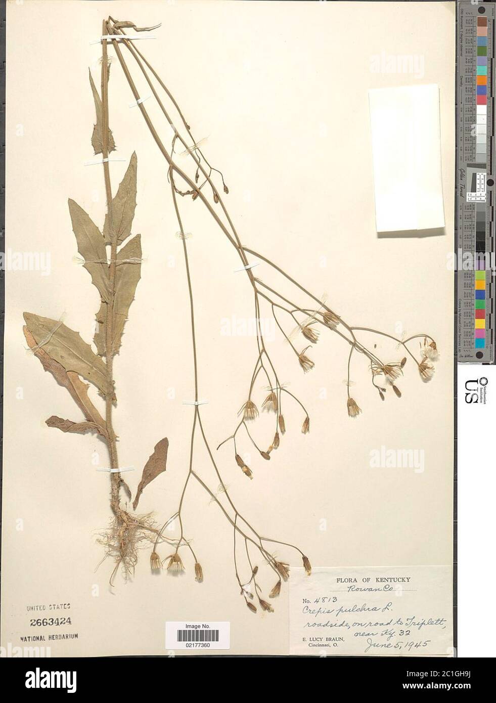 Crepis pulchra hi-res stock photography and images - Alamy