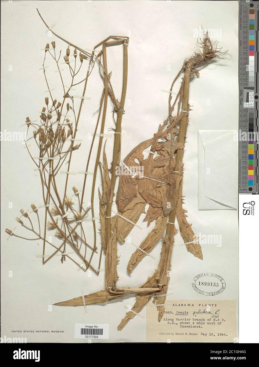 Crepis pulchra L Crepis pulchra L Stock Photo - Alamy