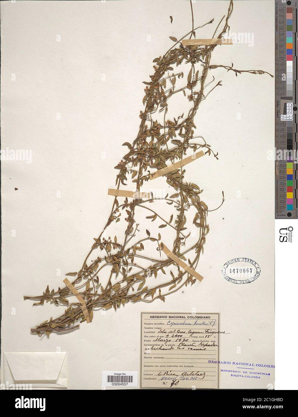 Cynanchum tenellum L f Cynanchum tenellum L f Stock Photo - Alamy