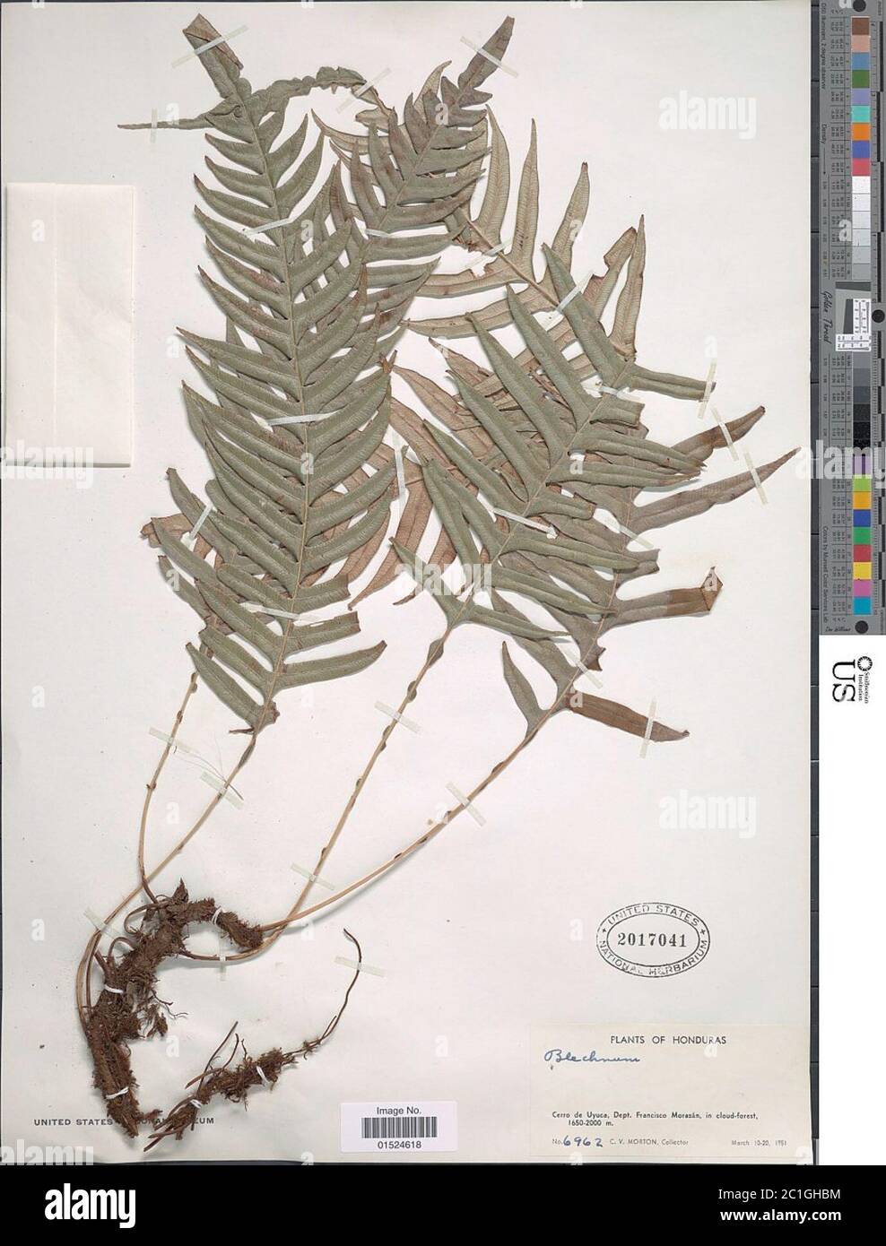 Blechnum blechnum sp hi-res stock photography and images - Alamy