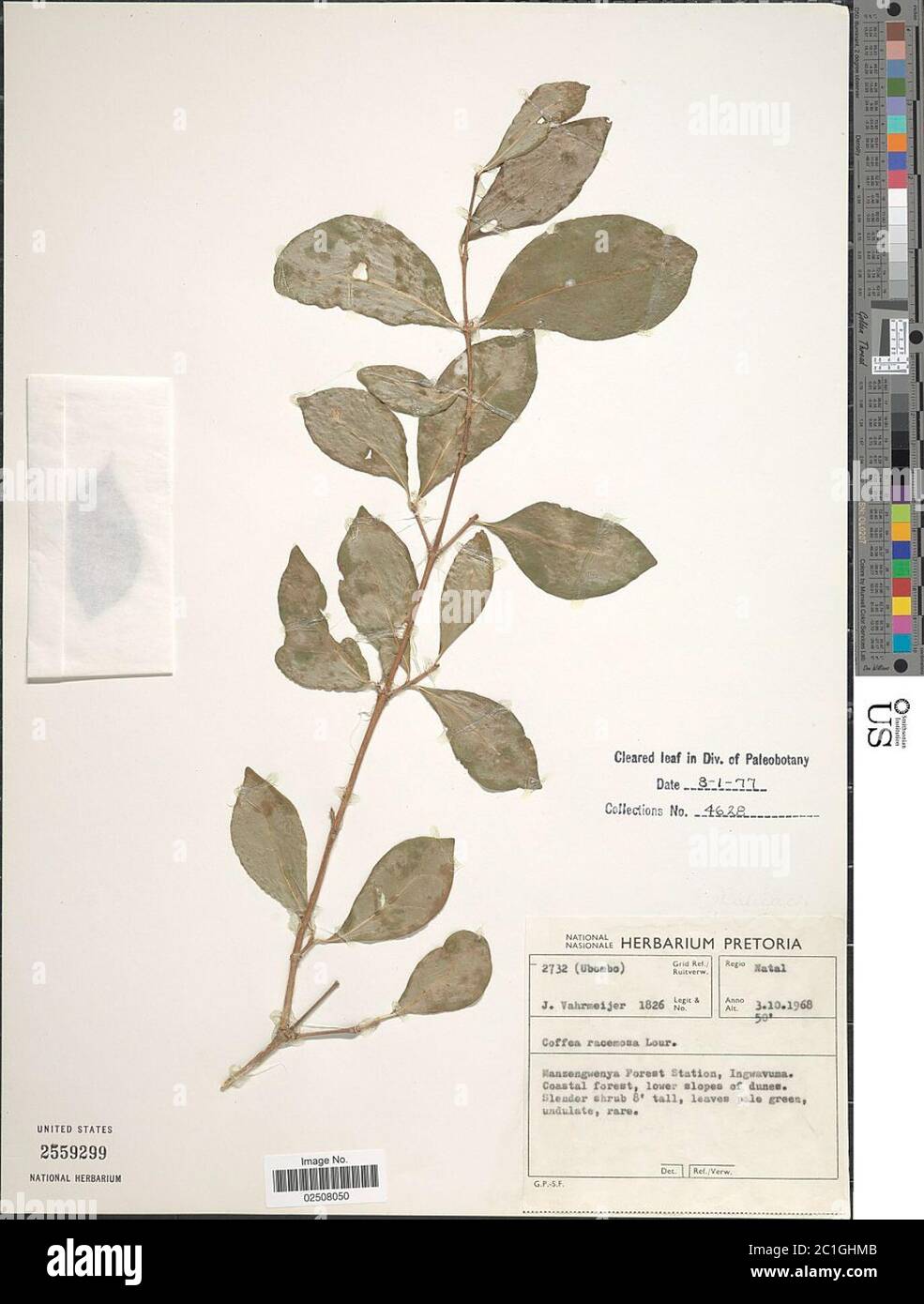 Coffea racemosa Lour Coffea racemosa Lour Stock Photo - Alamy