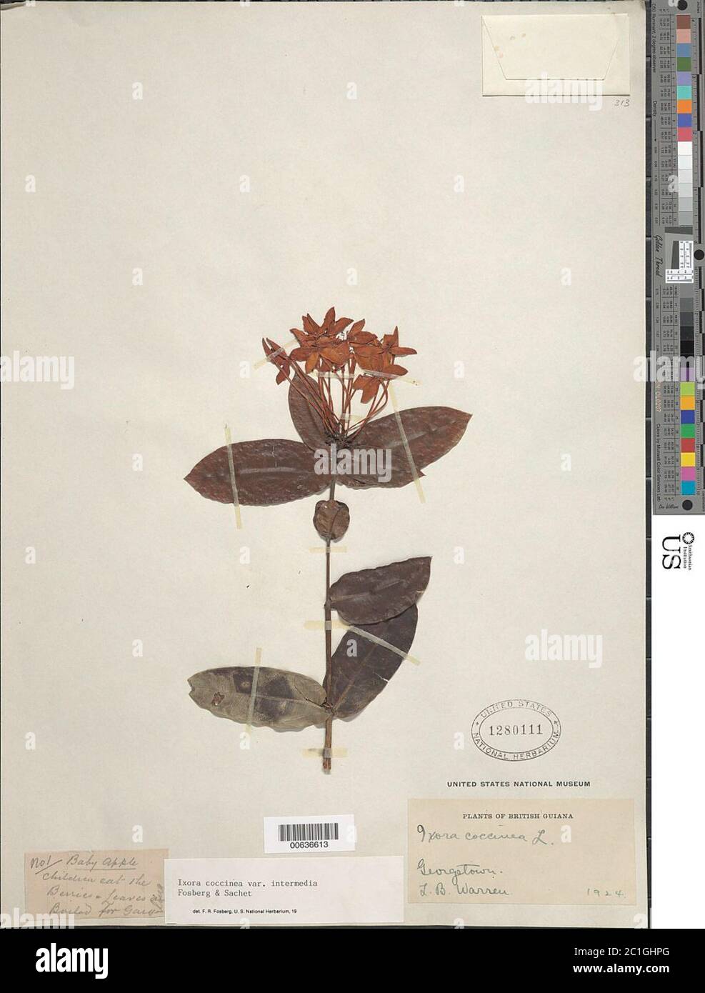 Ixora coccinea var intermedia Fosberg Sachet Ixora coccinea var ...