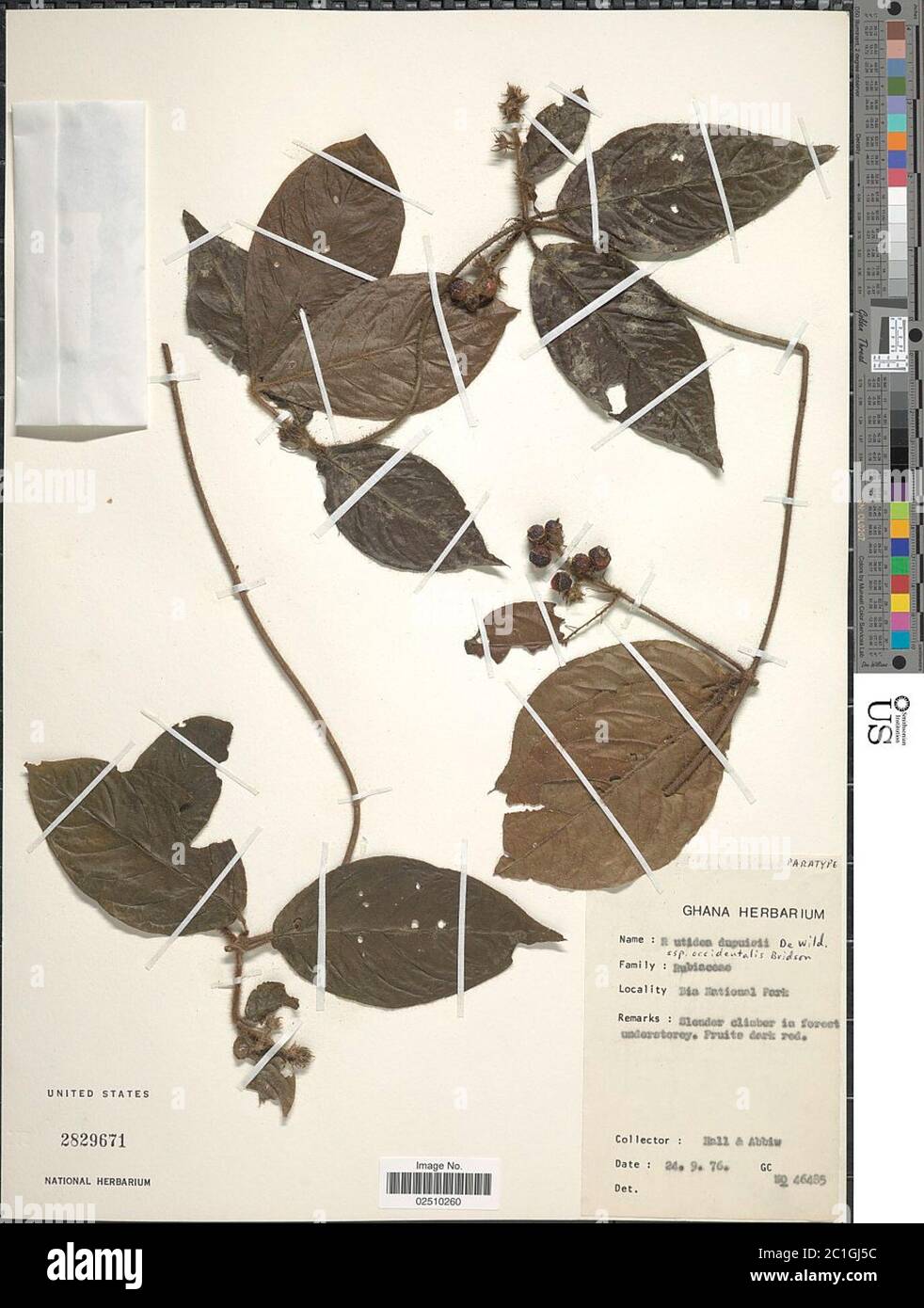 Rutidea dupuisii De Wild Rutidea dupuisii De Wild Stock Photo - Alamy