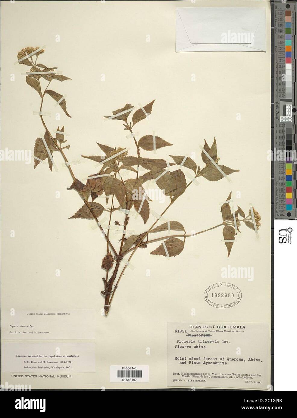 Piqueria trinervia Cav Piqueria trinervia Cav Stock Photo - Alamy