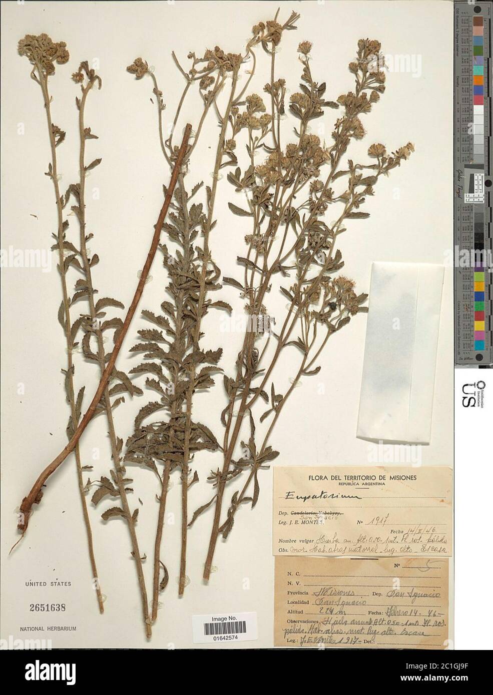 Gyptis hi-res stock photography and images - Alamy