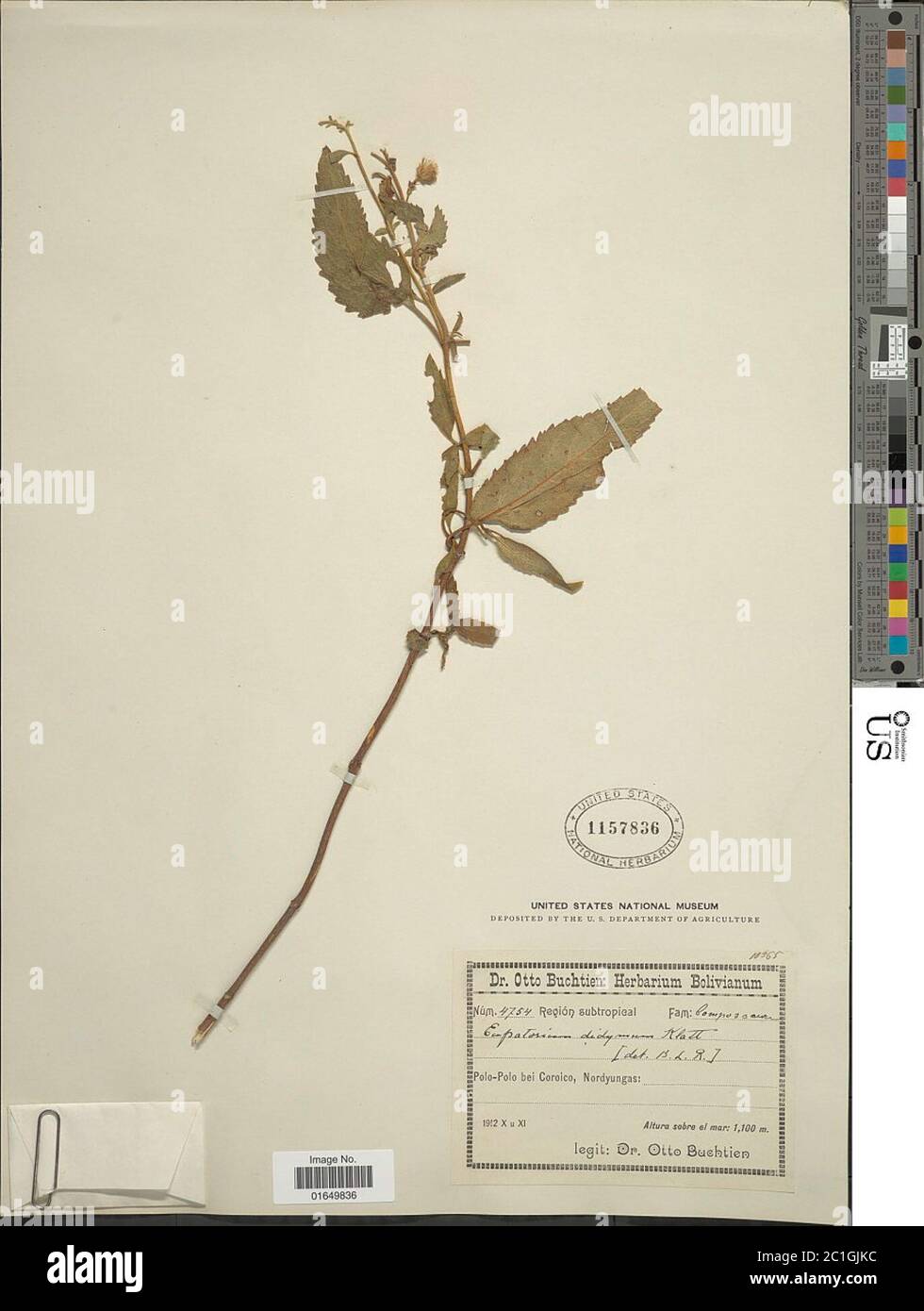 Heterocondylus didymum Heterocondylus didymum Stock Photo - Alamy