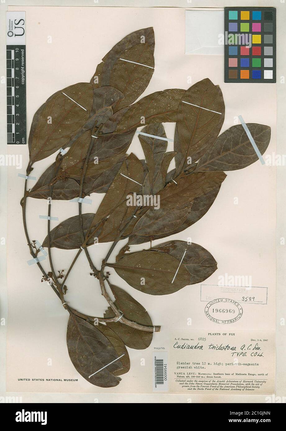 Endiandra hi-res stock photography and images - Alamy