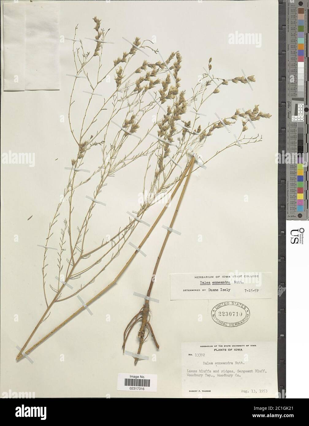Dalea enneandra hi-res stock photography and images - Alamy