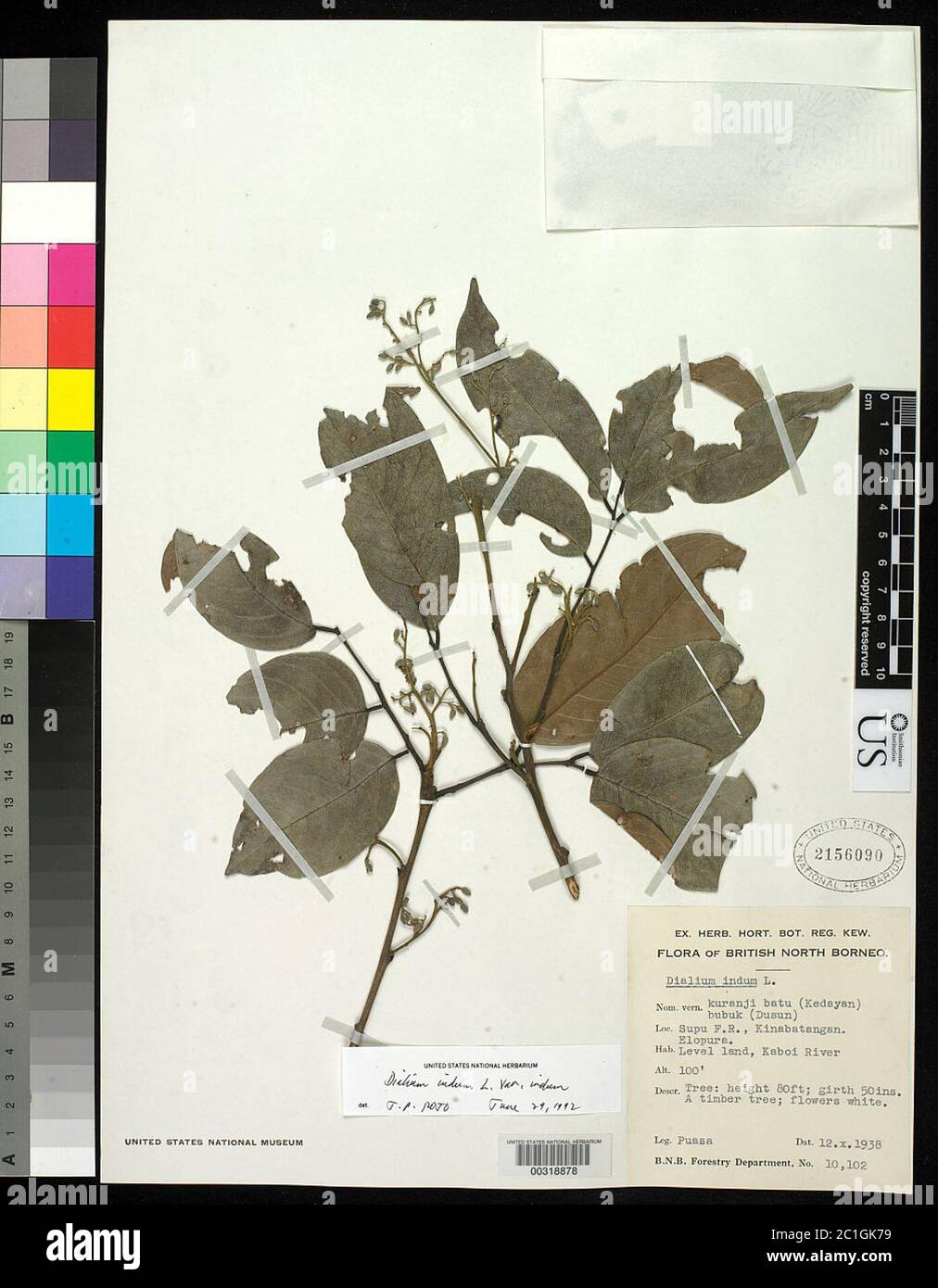 Dialium hi-res stock photography and images - Alamy