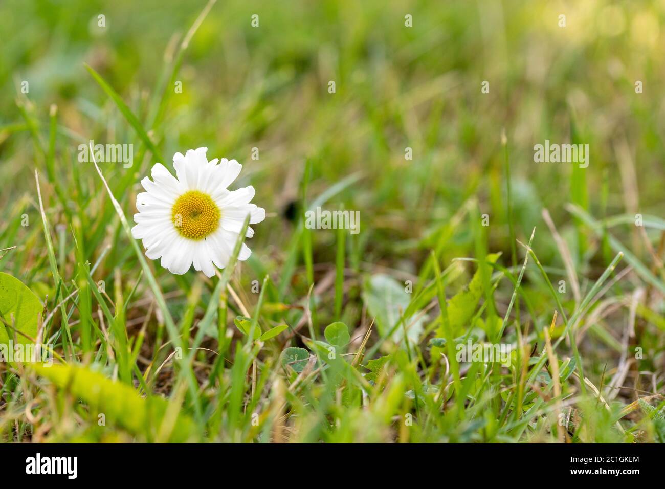 Daisy flower - wild chamomile Stock Photo - Alamy