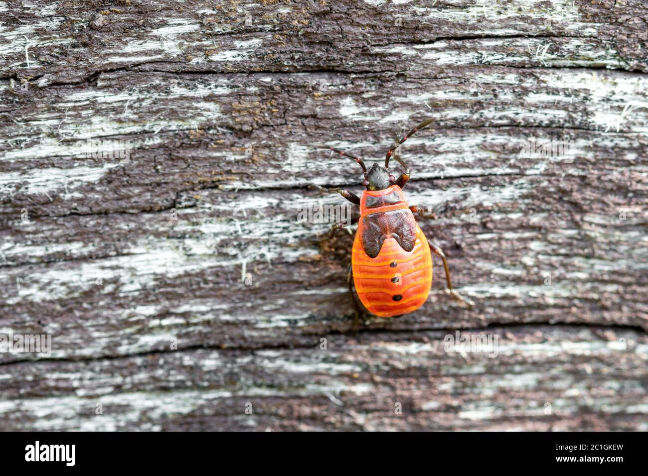 Red soldier bug Stock Photo - Alamy