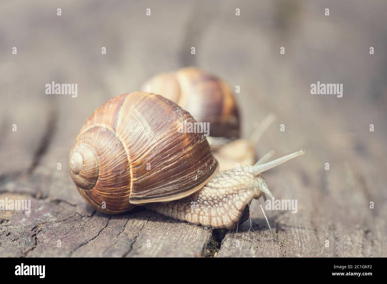 Tree snails hi-res stock photography and images - Alamy