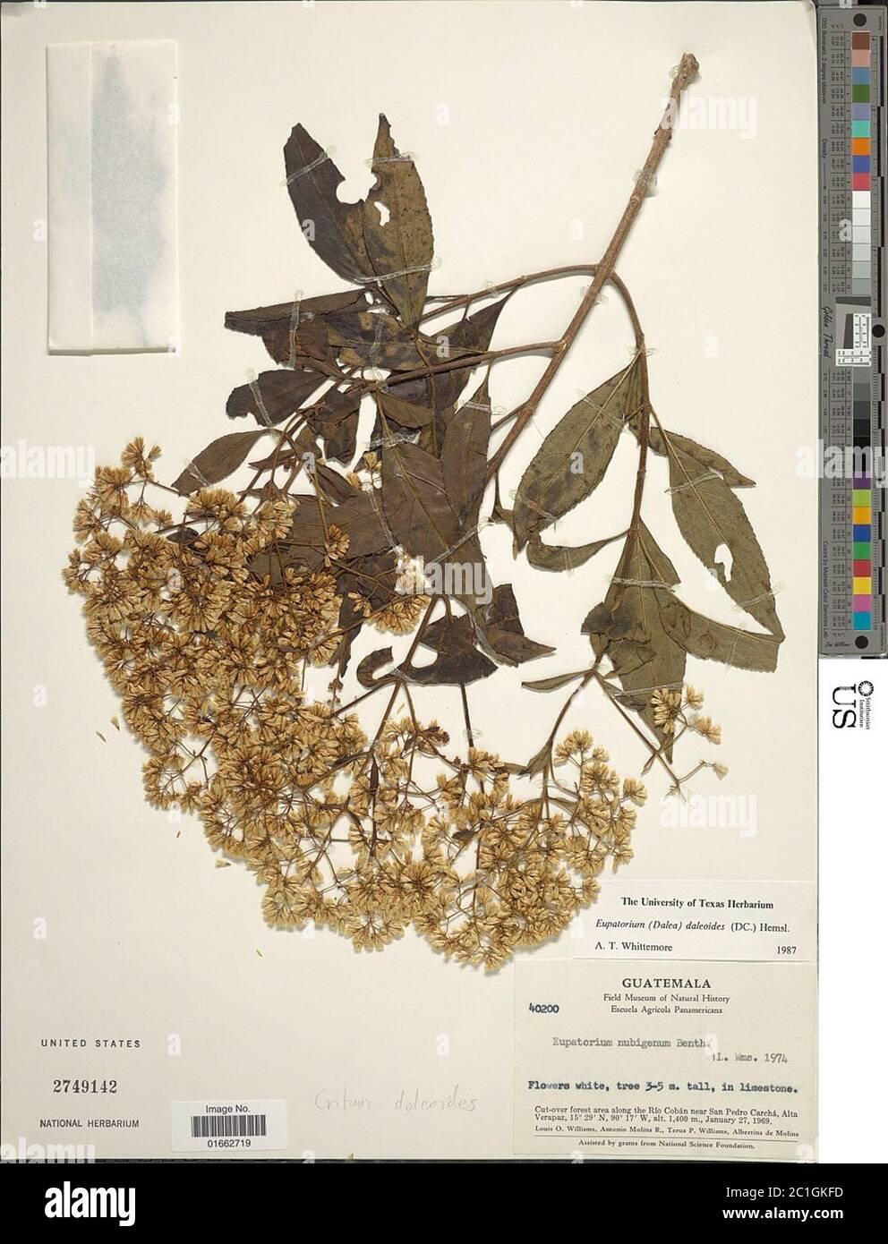 Critonia daleoides DC Critonia daleoides DC Stock Photo - Alamy