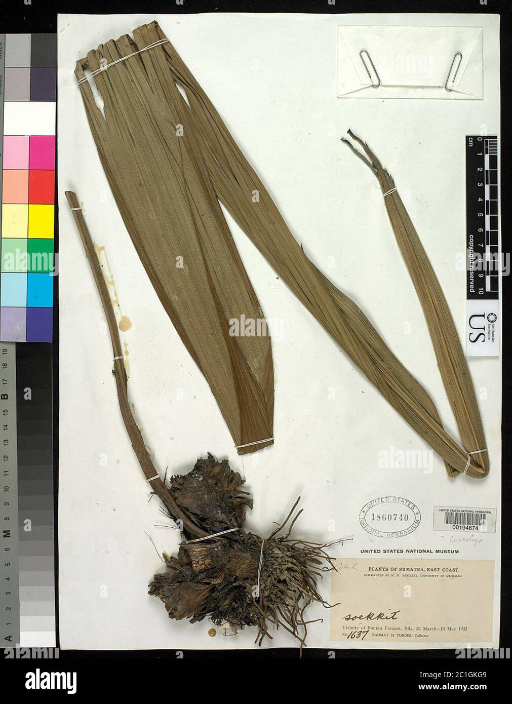 Curculigo hi-res stock photography and images - Alamy