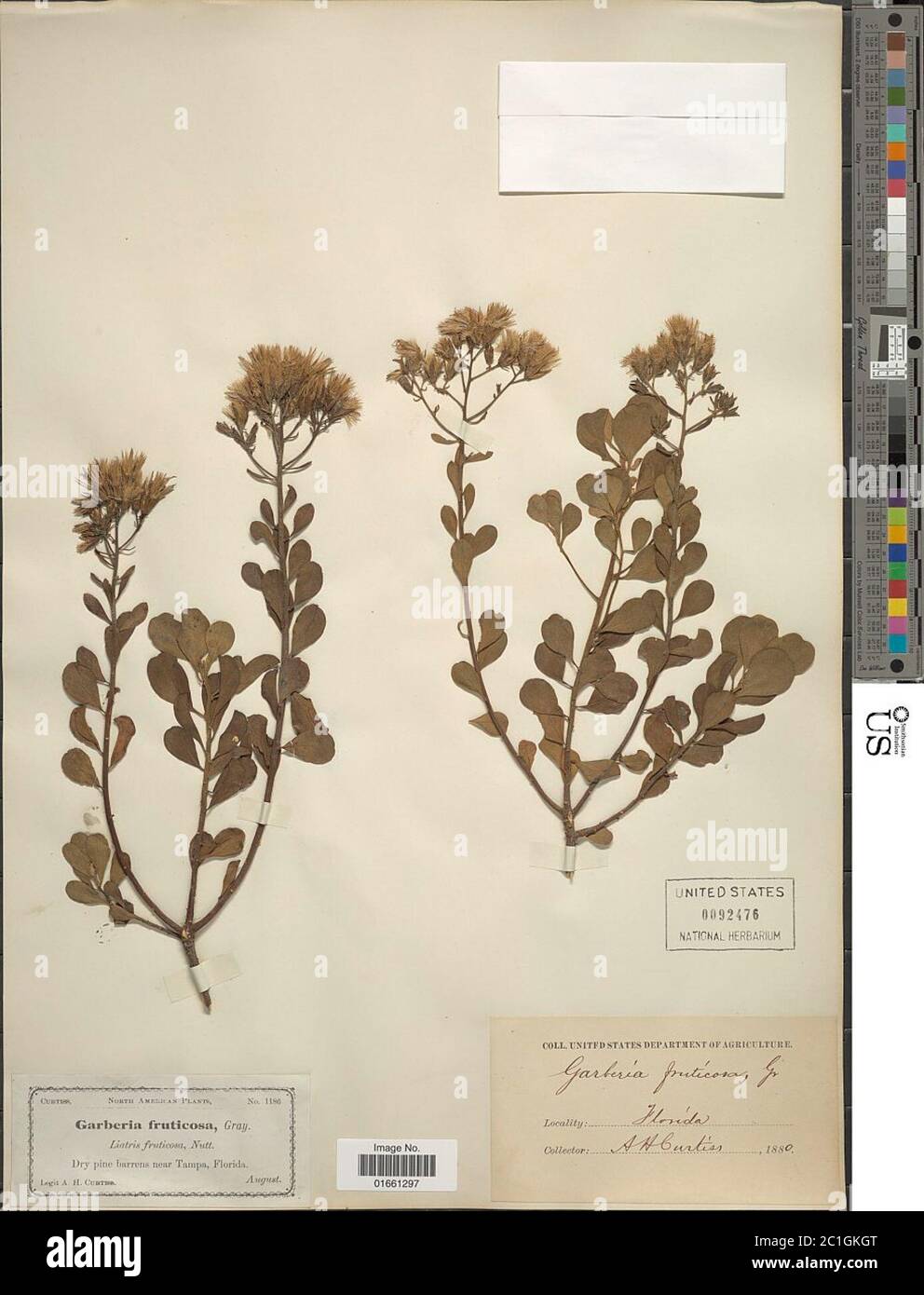 Garberia heterophylla hi-res stock photography and images - Alamy