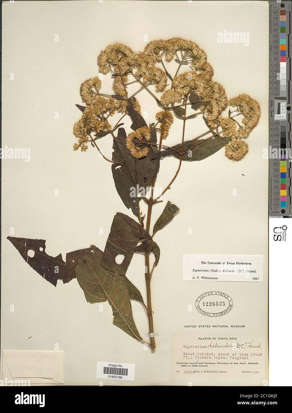 Critonia daleoides DC Critonia daleoides DC Stock Photo - Alamy