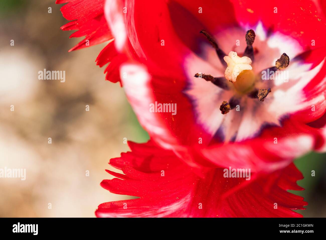 Tulipa quebec hi-res stock photography and images - Alamy