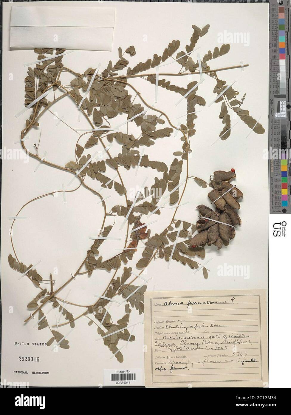 Rosary pea abrus precatorius hi-res stock photography and images - Alamy