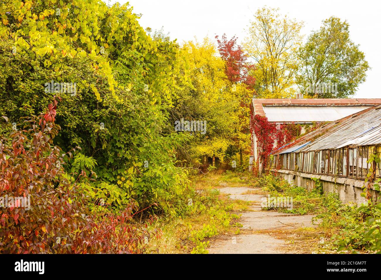 Garden greenhouse in color autumn Stock Photo - Alamy