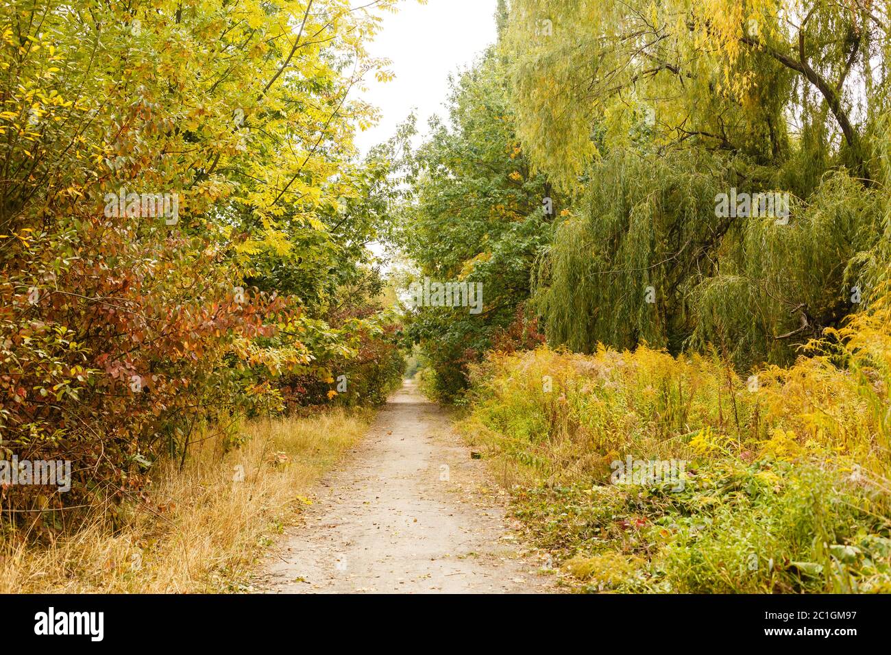 all about autumn tress, flowers, grace Stock Photo - Alamy