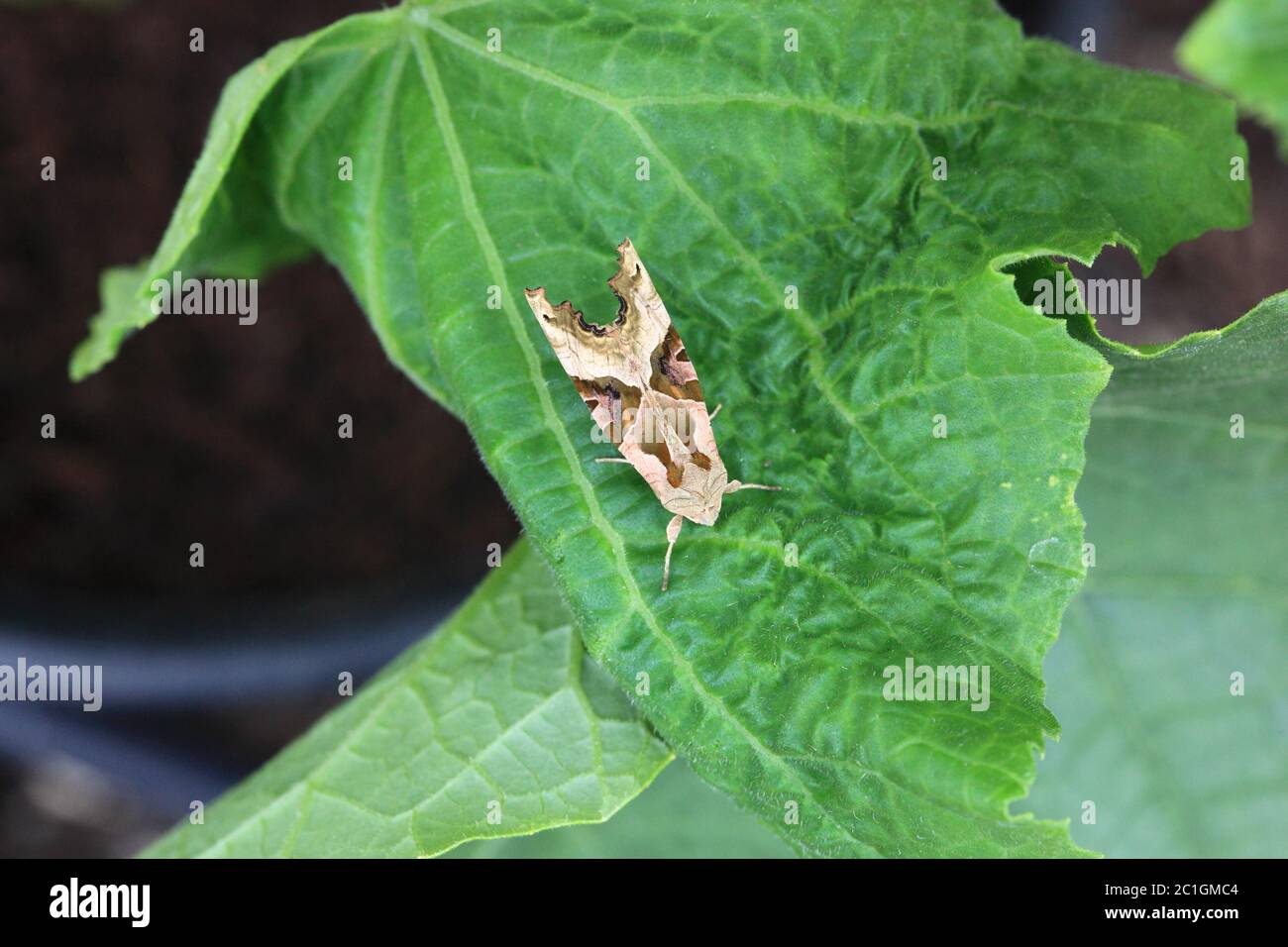 Angle shades moth hi-res stock photography and images - Alamy
