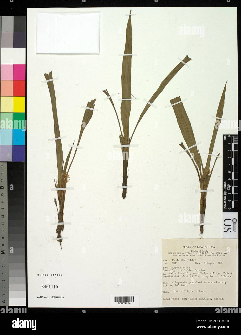 Curculigo orchioides Gaertn Curculigo orchioides Gaertn Stock Photo - Alamy