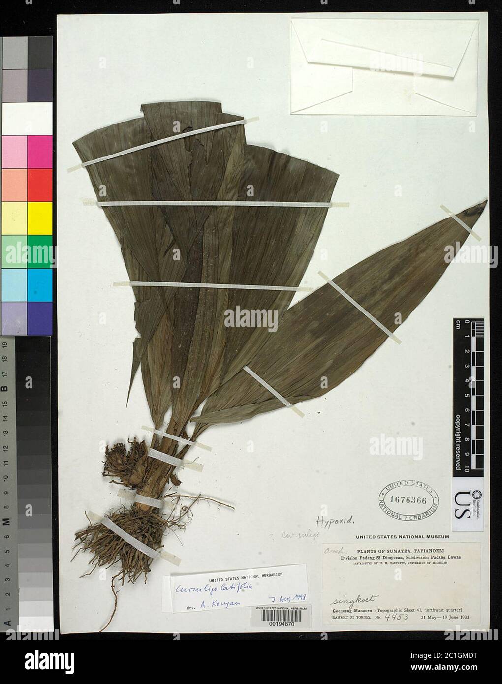 Curculigo latifolia hi-res stock photography and images - Alamy