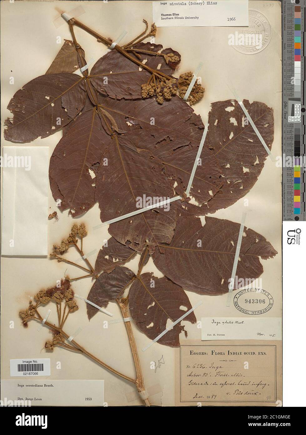 Inga minutula Schery TS Elias Inga minutula Schery TS Elias Stock Photo ...