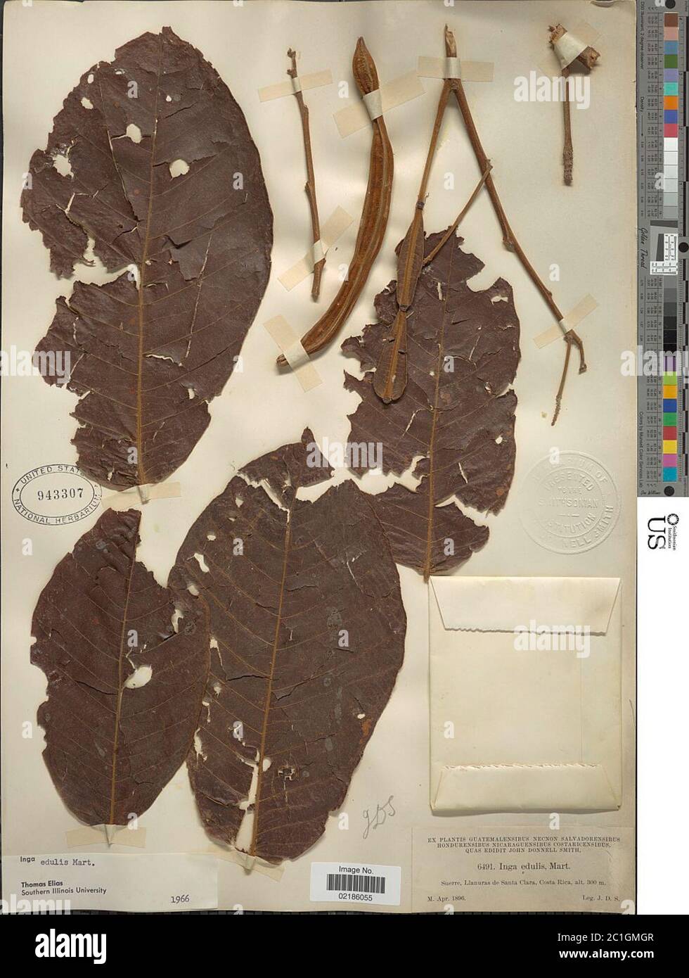 Inga Edulis High Resolution Stock Photography and Images - Alamy