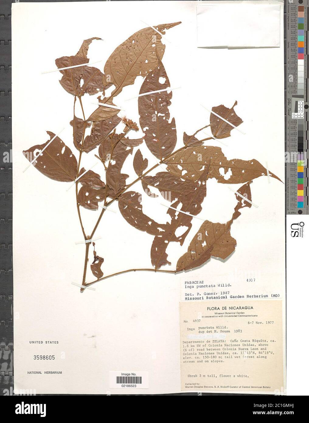 Inga punctata Willd Inga punctata Willd Stock Photo - Alamy