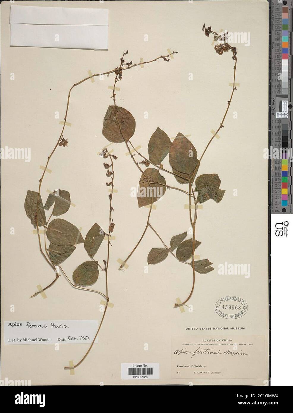 Apios fortunei Maxim Apios fortunei Maxim Stock Photo - Alamy
