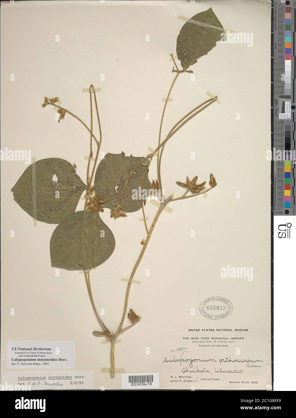 Calopogonium muconoides Desv Calopogonium muconoides Desv Stock Photo ...