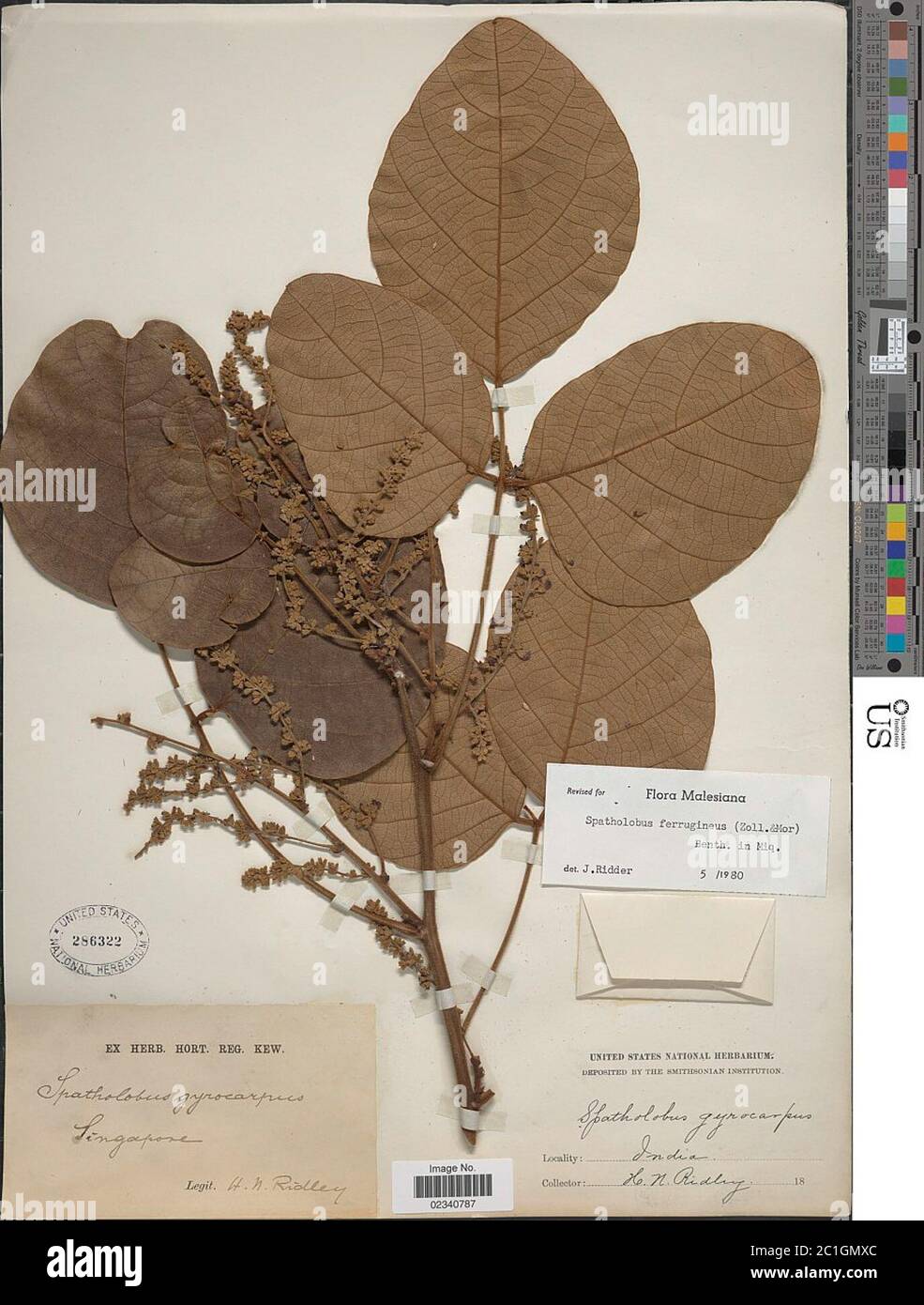 Spatholobus hi-res stock photography and images - Alamy