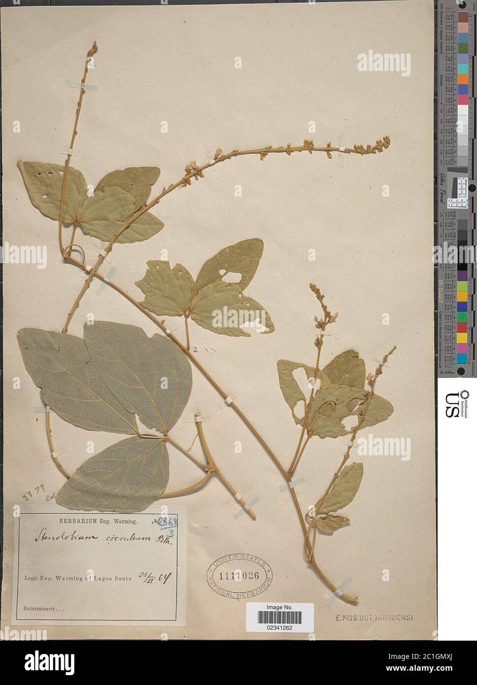 Calopogonium hi-res stock photography and images - Alamy