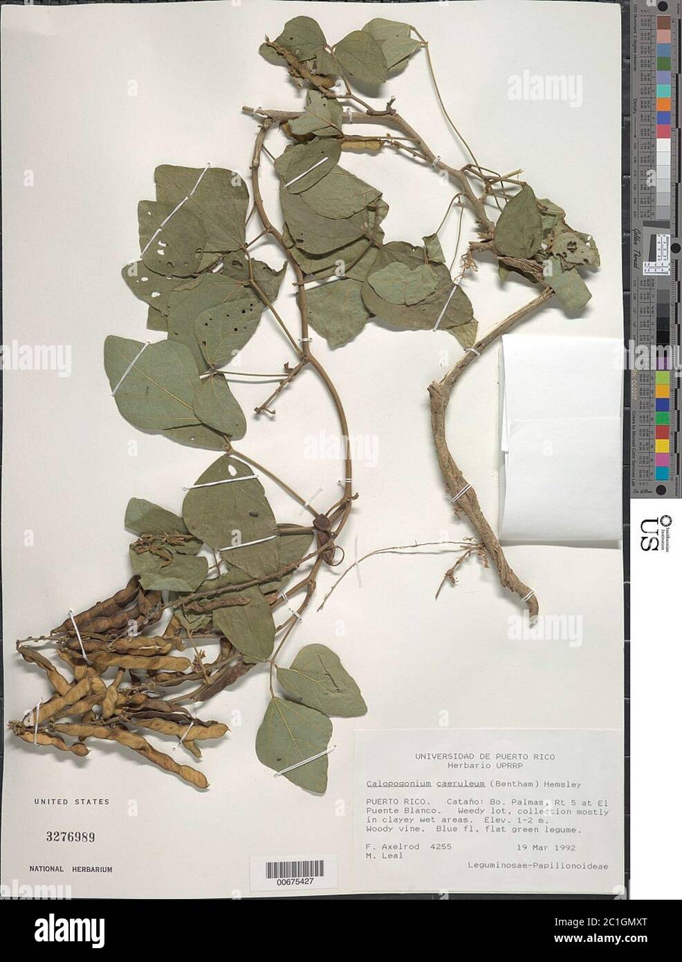 Calopogonium hi-res stock photography and images - Alamy