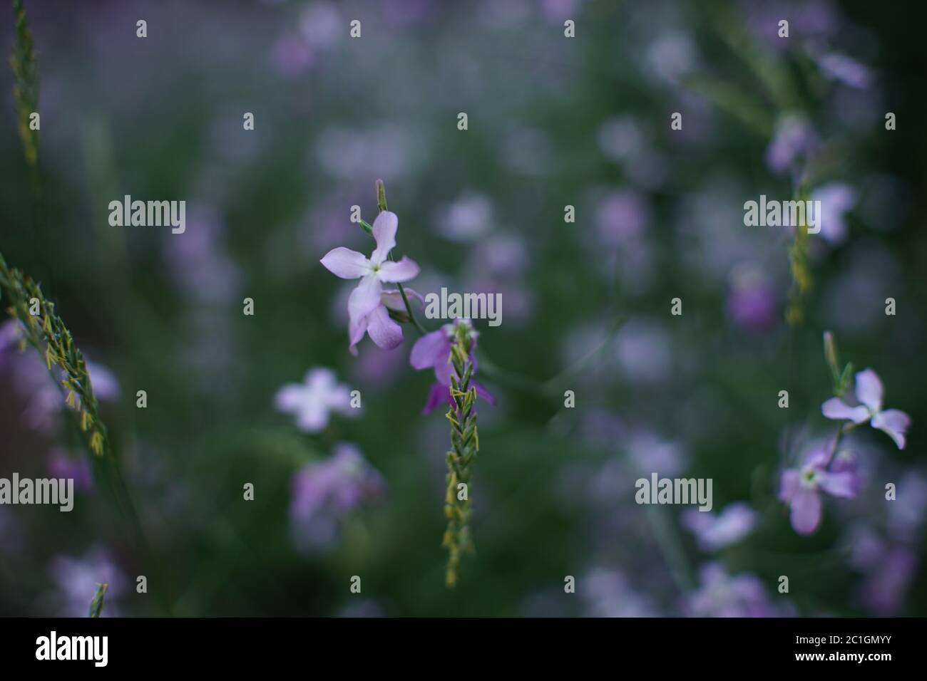 White Flowers Night Garden Light High Resolution Stock Photography and ...