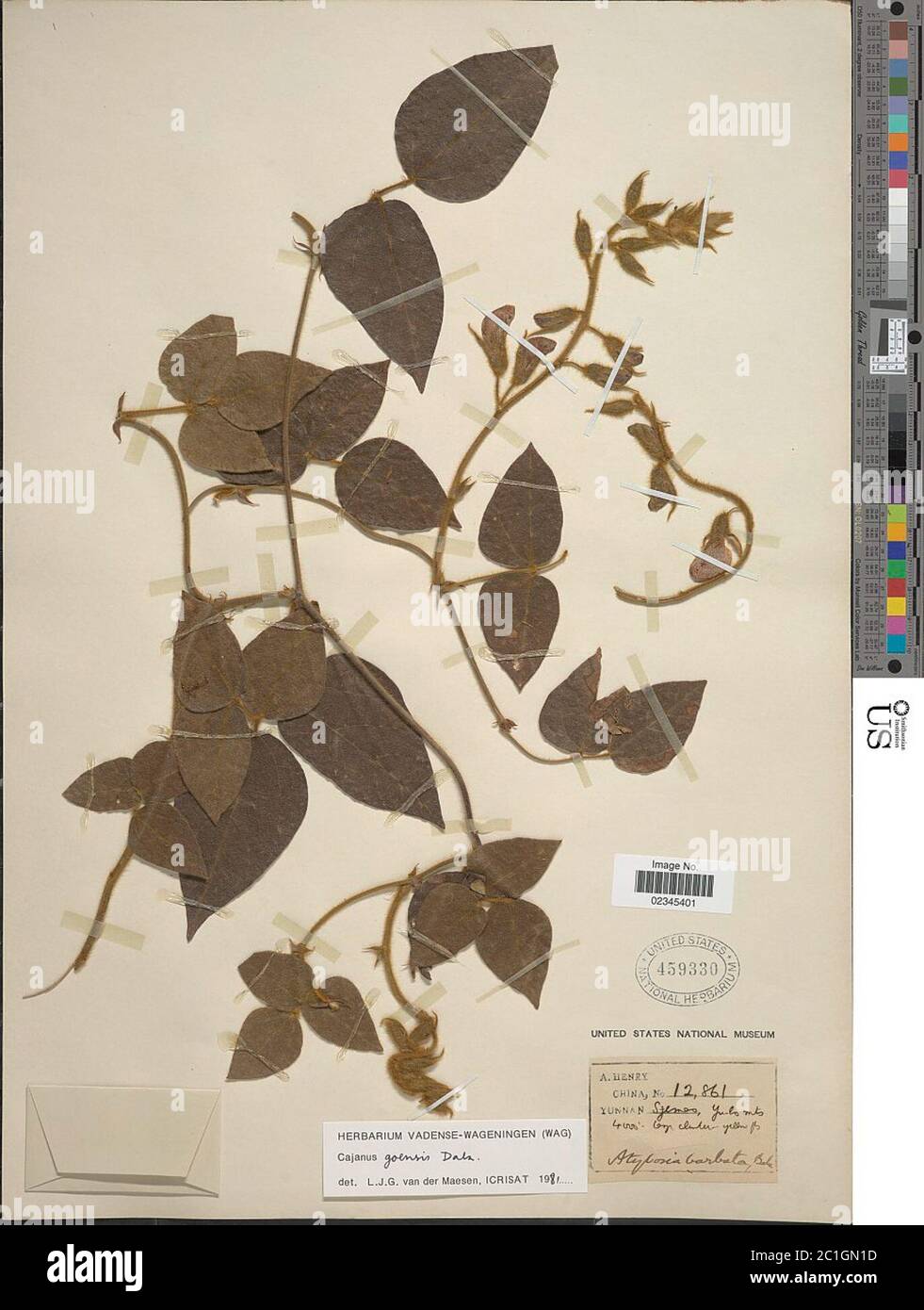 Genus cajanus hi-res stock photography and images - Alamy