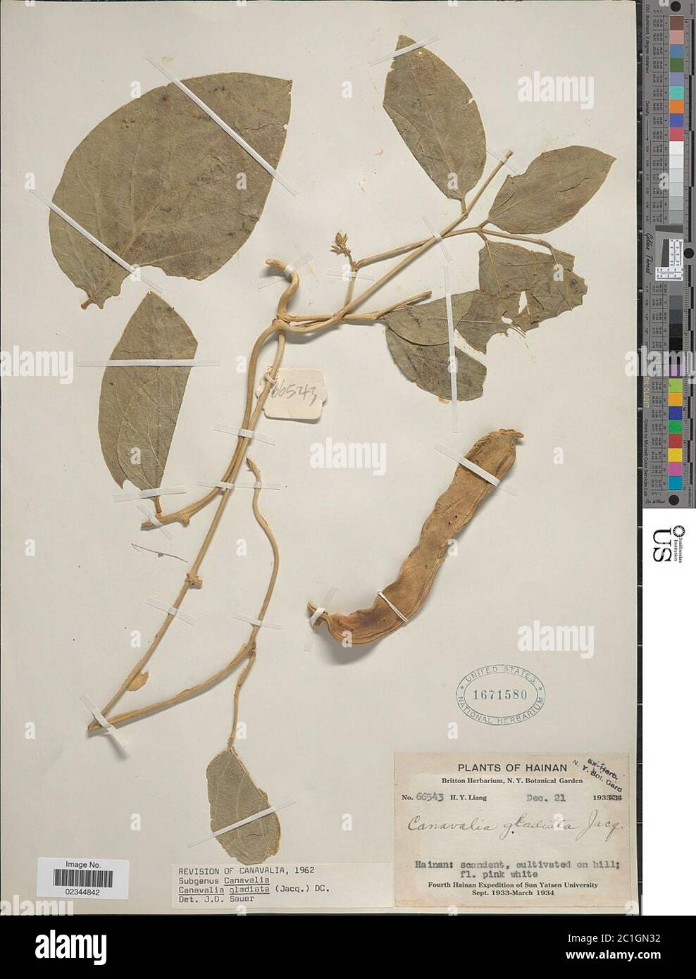 Gladiata hi-res stock photography and images - Alamy