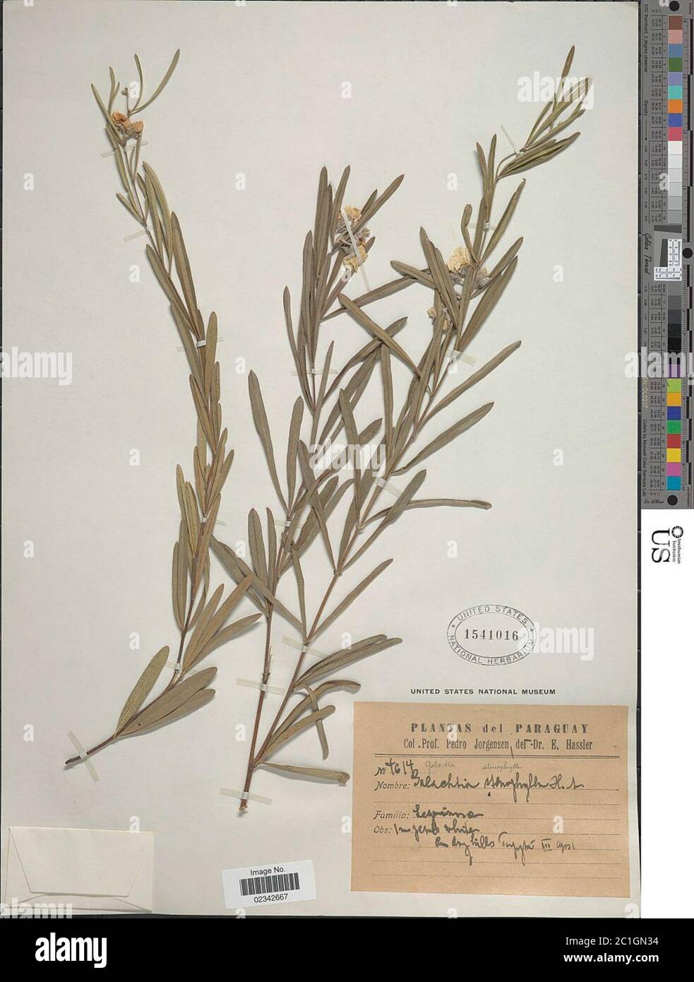 Collaea stenophylla Hook Arn Benth Collaea stenophylla Hook Arn Benth ...