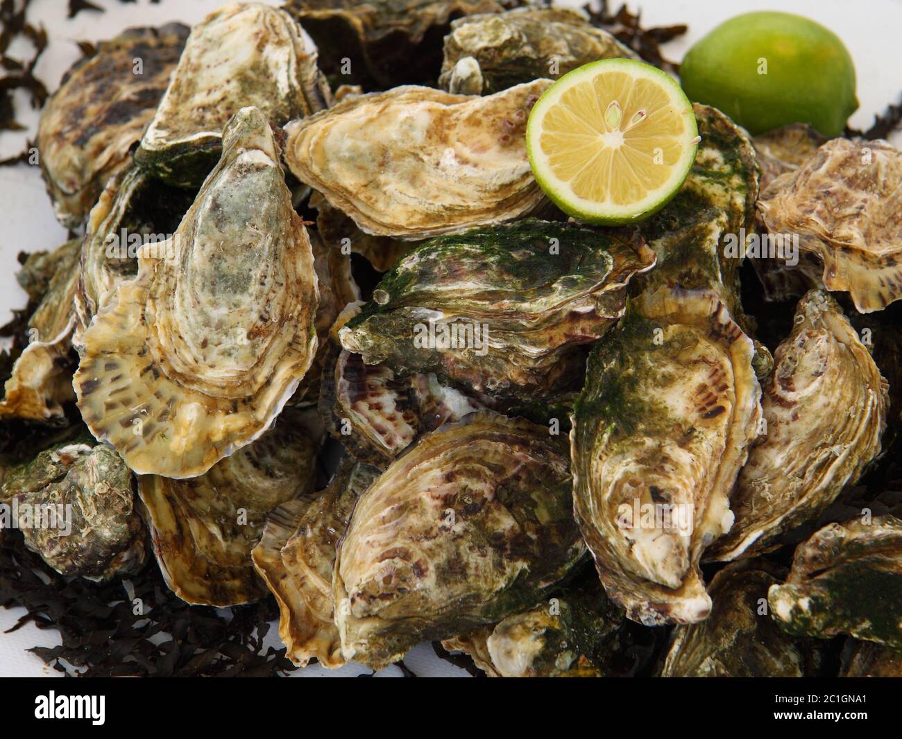 Oualidia oysters hi-res stock photography and images - Alamy