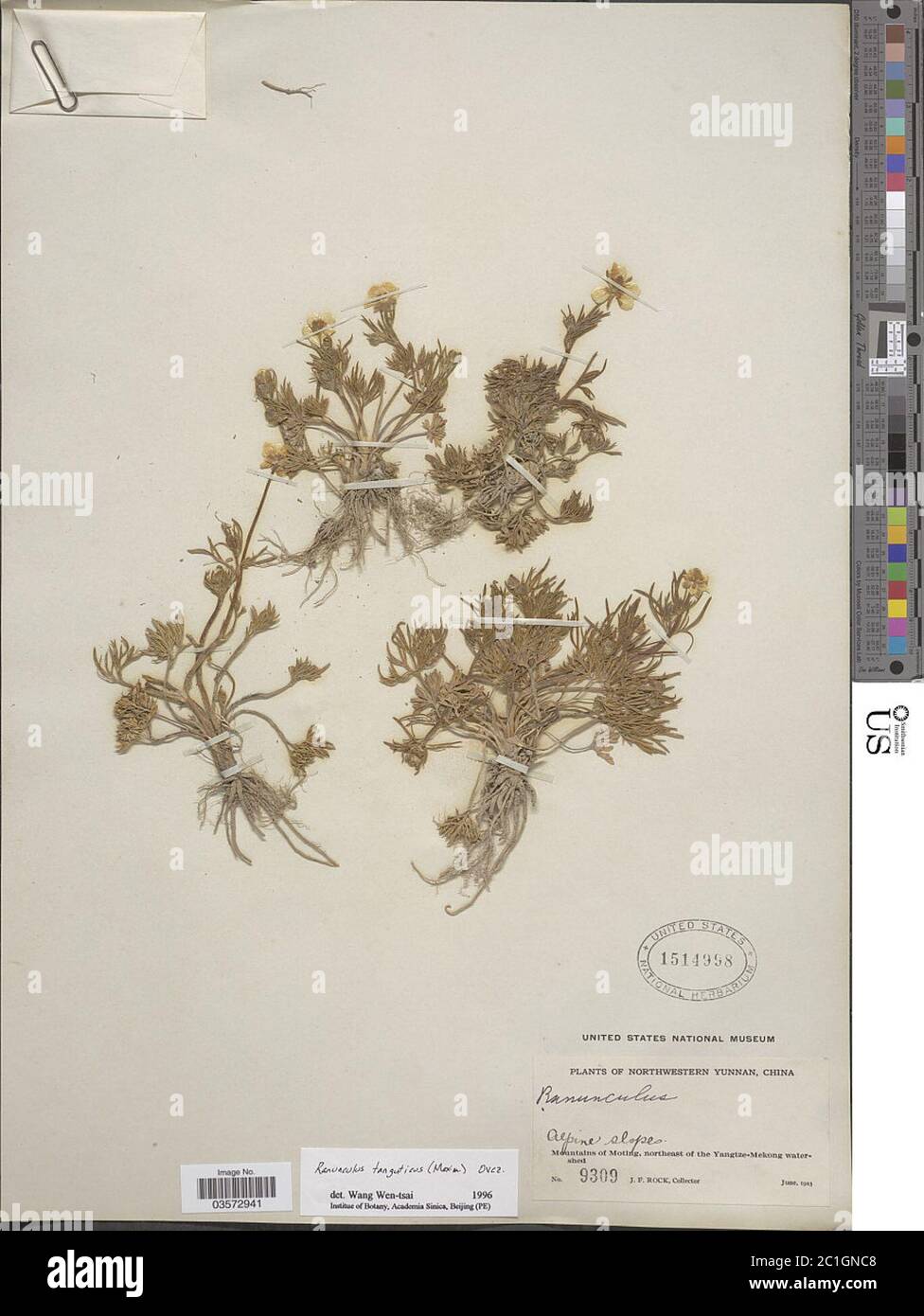Ranunculus tanguticus Maxim Ovcz Ranunculus tanguticus Maxim Ovcz Stock ...