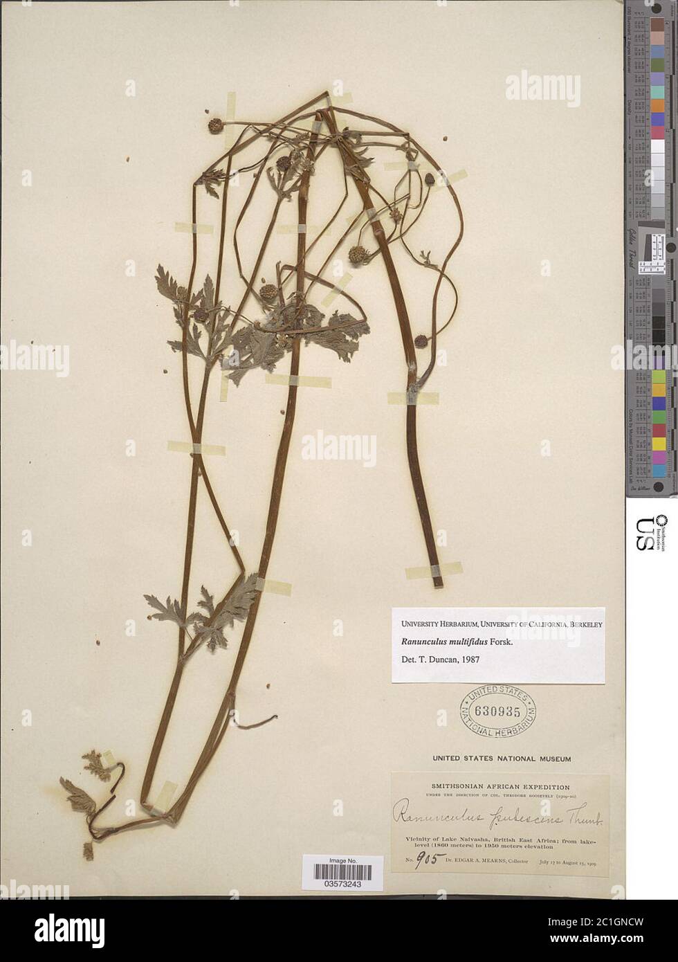 Ranunculus multifidus Ranunculus multifidus Stock Photo - Alamy